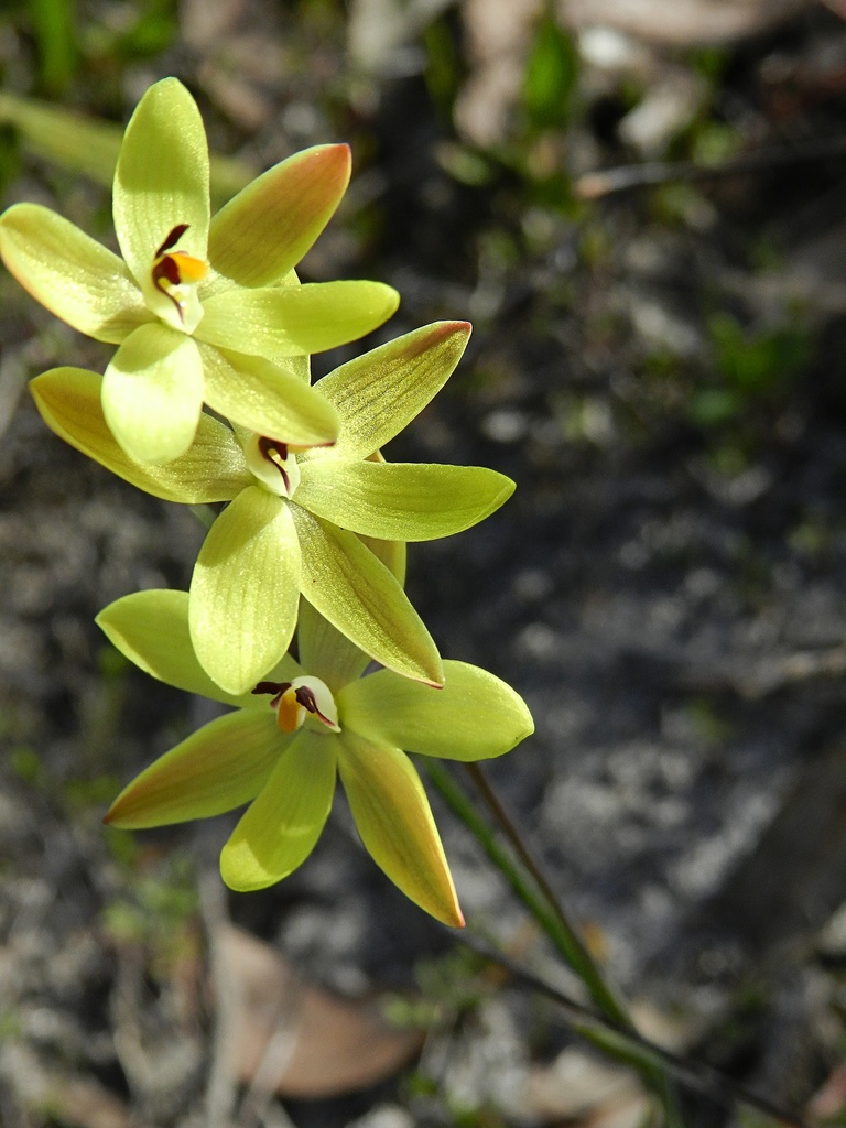 lemon-scented sun orchid from Cranbrook WA 6321, Australia on September ...