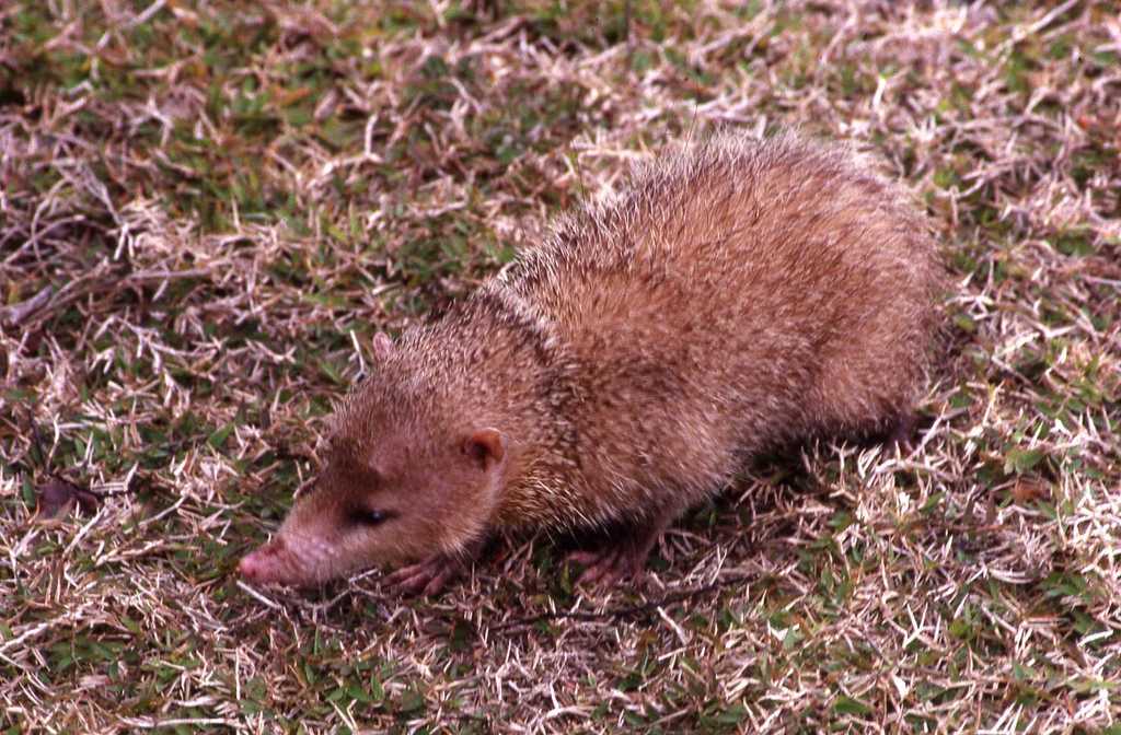 Golden Moles and Tenrecs (Afrosoricida) - Know Your Mammals