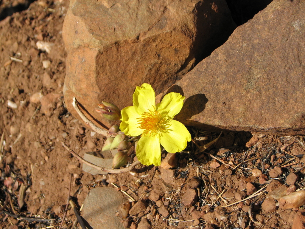 Cochlospermum tinctorium from Roumsiki, Kamerun on December 26, 2009 at ...