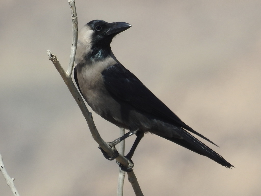 House Crow from Fujayrah, United Arab Emirates on April 17, 2021 at 09: ...