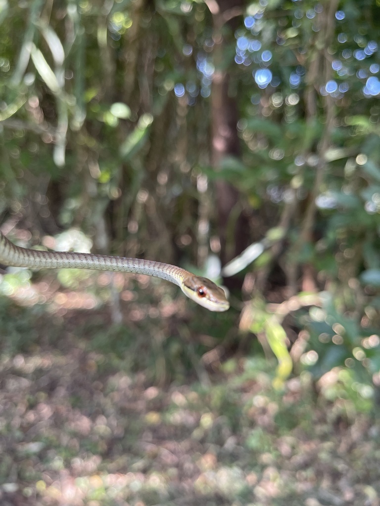 Coconut Tree Snake from Racecourse Road, Cooktown, QLD, AU on April 15 ...