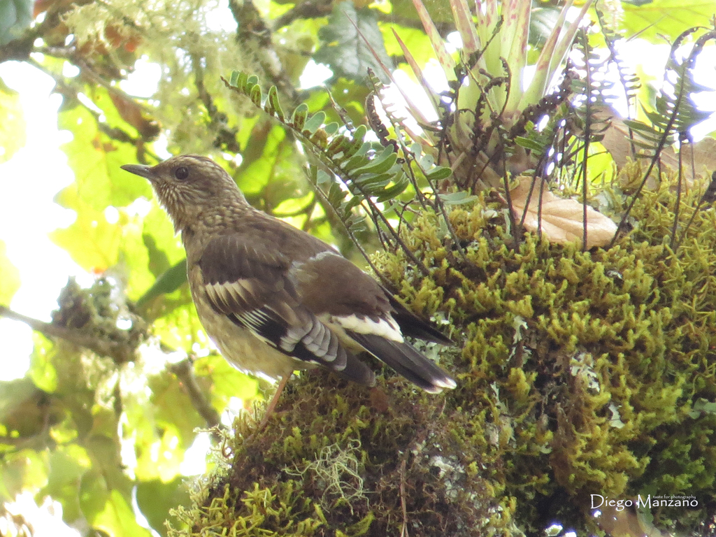 Aztec Thrush from San Juan Evangelista Analco, Oax., México on November ...