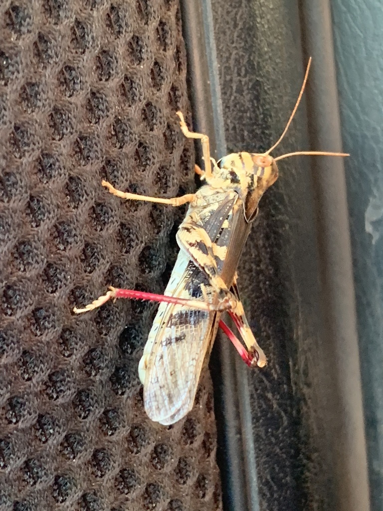 Australian Yellow-winged Locust from Port Keats Road, Nemarluk, NT, AU ...