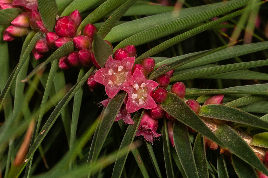 Melichrus erubescens from Warrumbungle, Gilgandra, New South Wales ...