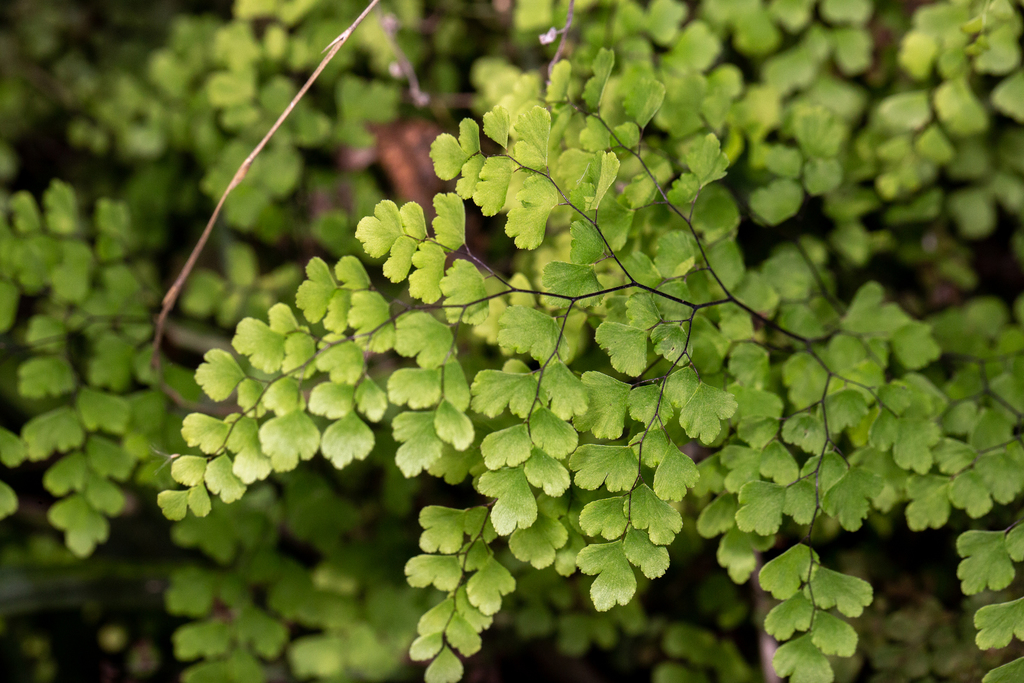 common maidenhair fern from Warrumbungle, Gilgandra, New South Wales ...