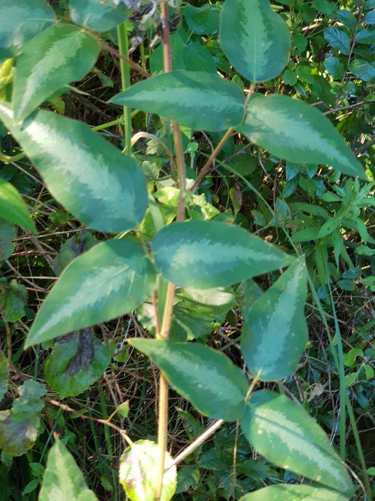 Silverleaf Desmodium from Ehlanzeni, South Africa on April 01, 2021 at ...