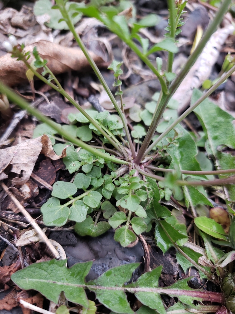Bittercresses and Toothworts from Simcoe, ON N3Y 4K3, Canada on April ...