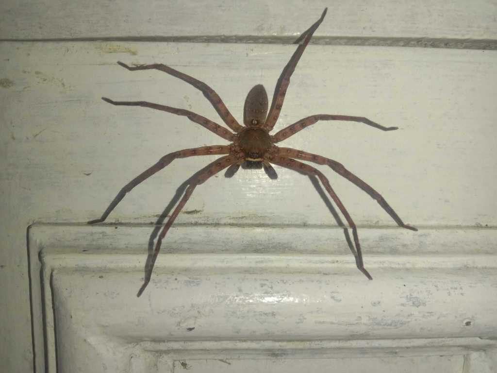 Pantropical Huntsman Spider from Baguio, Benguet, Philippines on ...