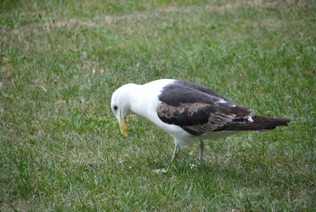 Southern Black-backed Gull from Christchurch Central City, Christchurch ...