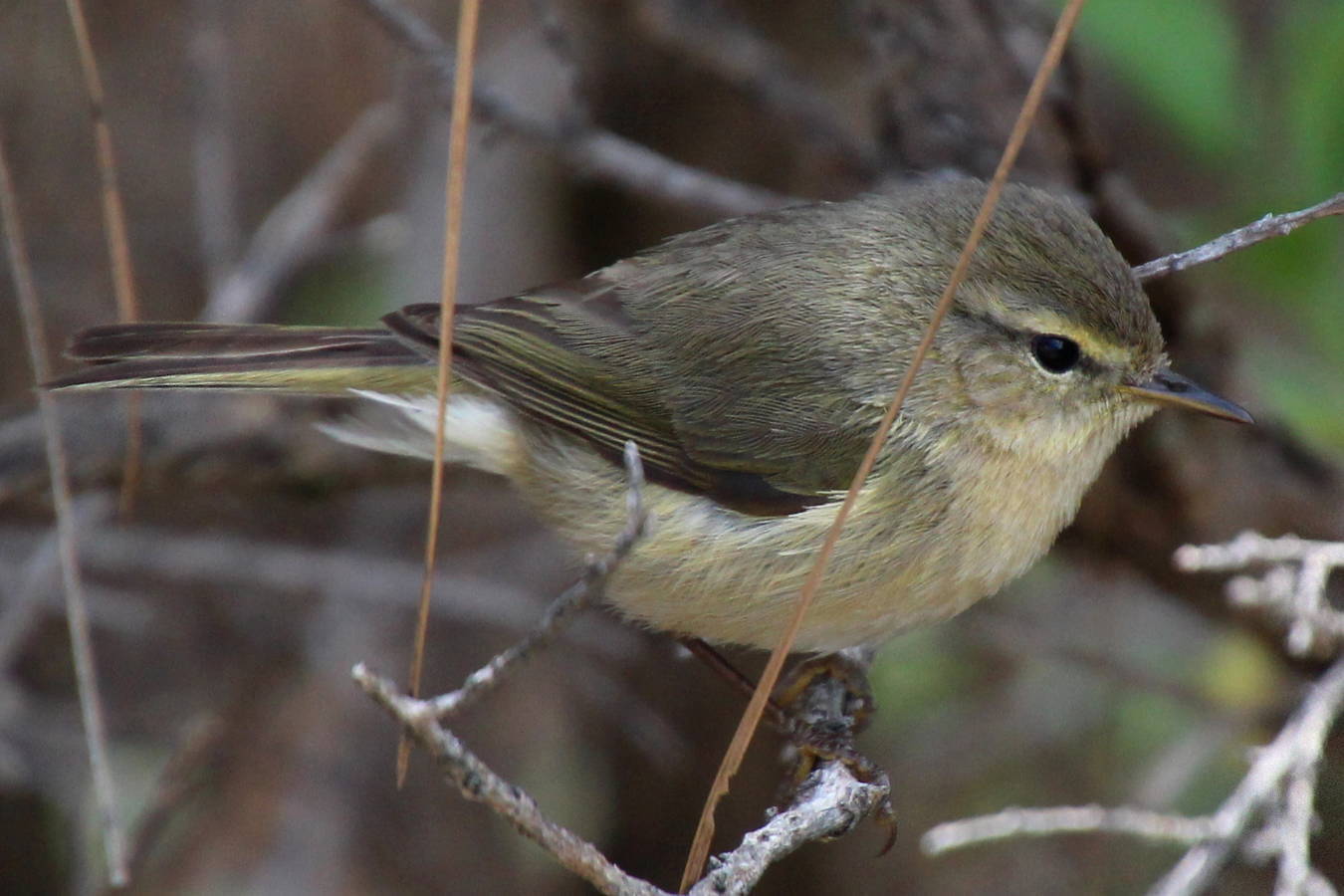 Phylloscopus canariensis canariensis