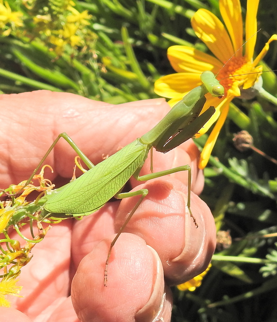 South African Mantis from Bergville on April 17, 2021 at 12:40 PM by ...