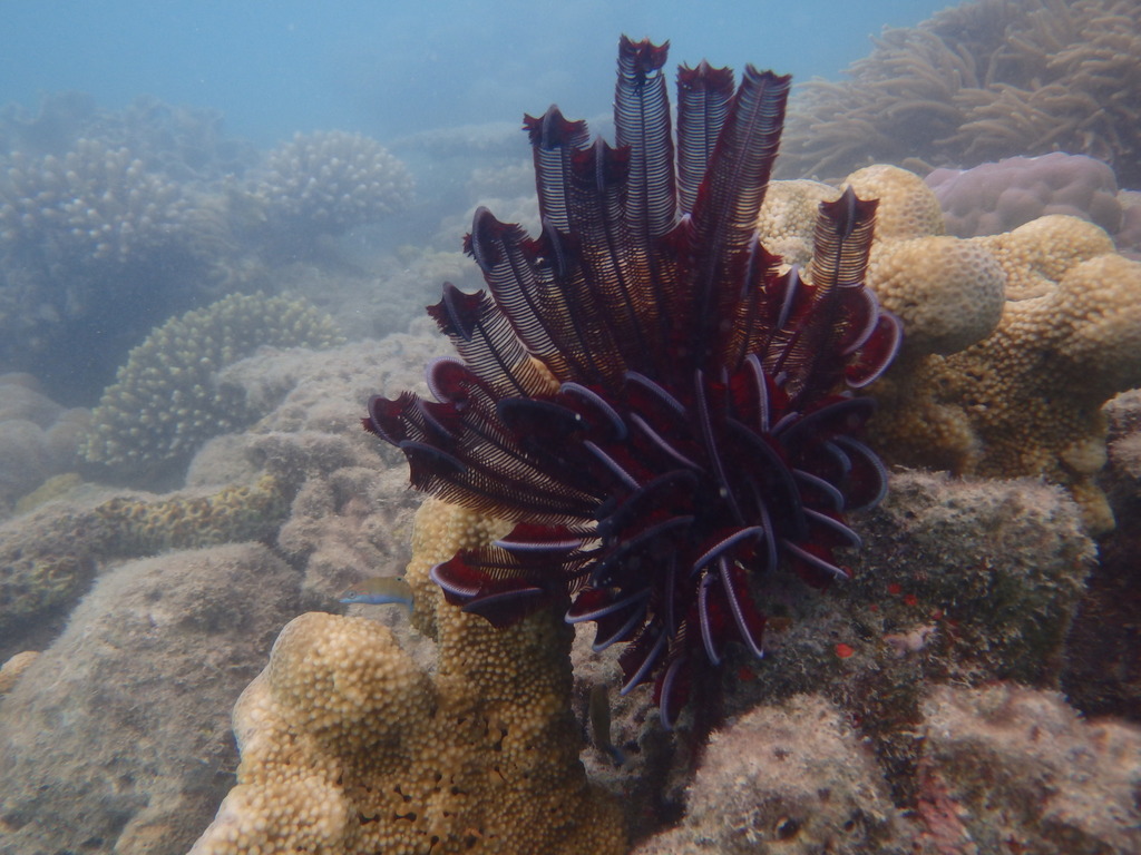 Beautiful Feather Star from Whitsundays QLD 4802, Australia on April 14 ...