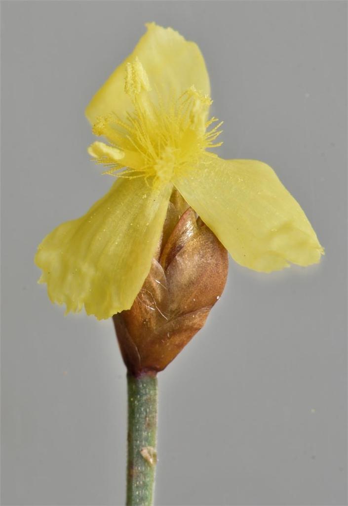 Xyris capensis from Ehlanzeni, South Africa on April 2, 2021 at 10:03 ...