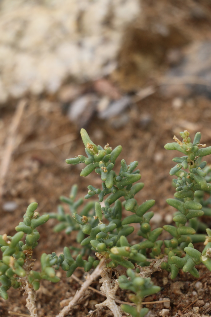 Kalidium cuspidatum from Saikhan-Ovoo, Mongolia on August 14, 2020 at ...