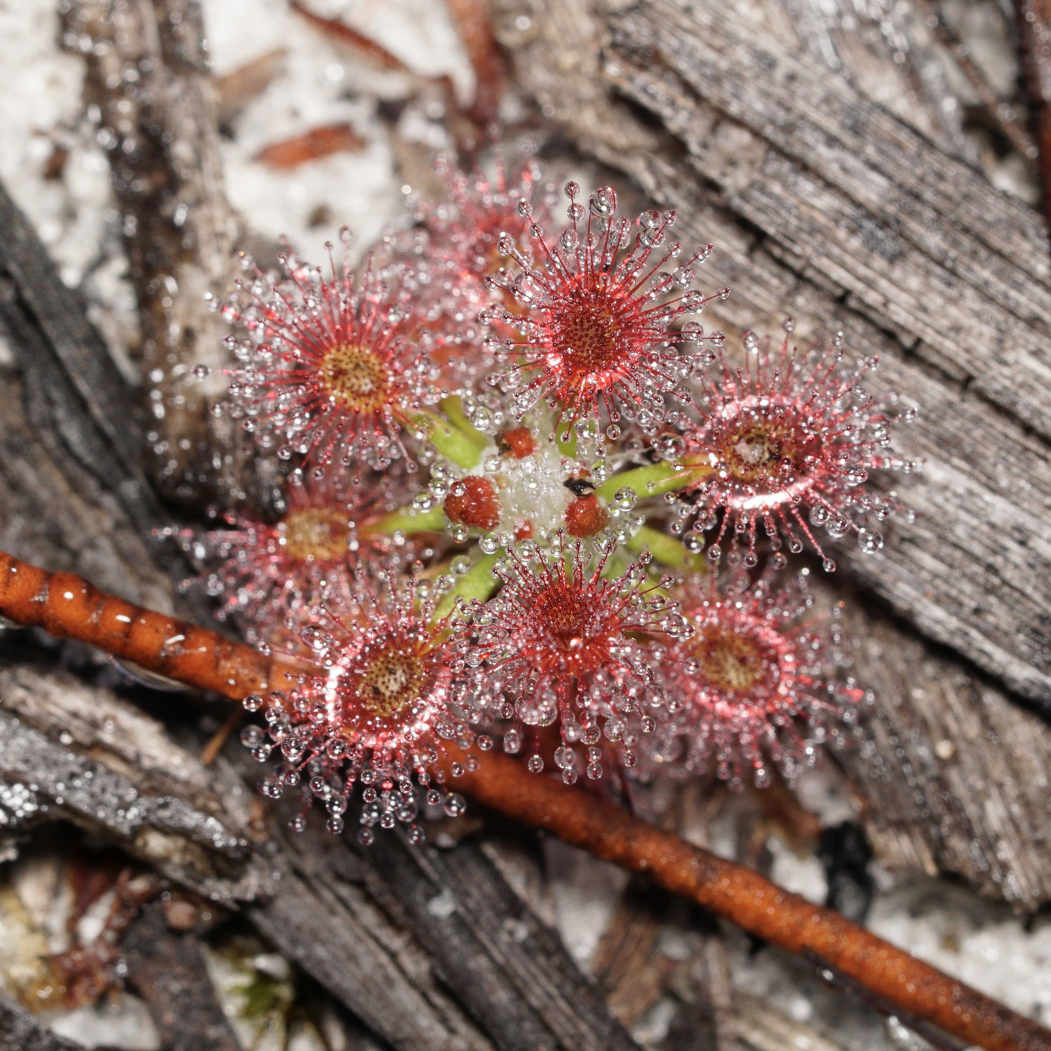Drosera roseana N.Marchant & Lowrie