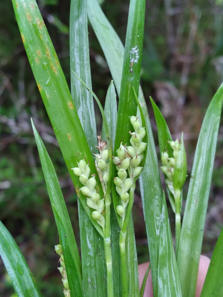 Kral's Sedge in April 2021 by Scott Ward · iNaturalist