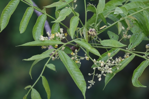 Indian Ash (Lannea coromandelica) · iNaturalist United Kingdom