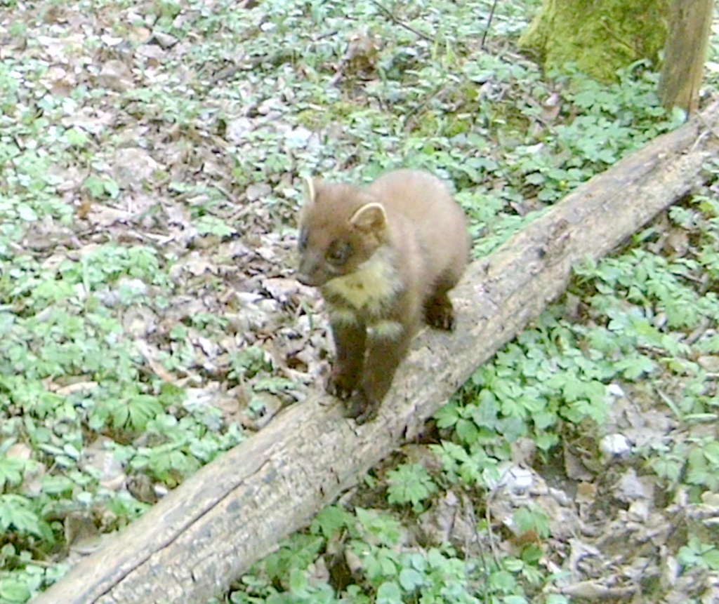 Eurasian Pine Marten from Untergrombach, Bruchsal, DE-BW, Germany on ...