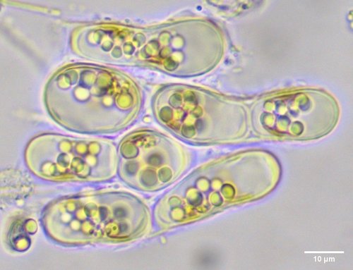 Genus Heteropedia · iNaturalist