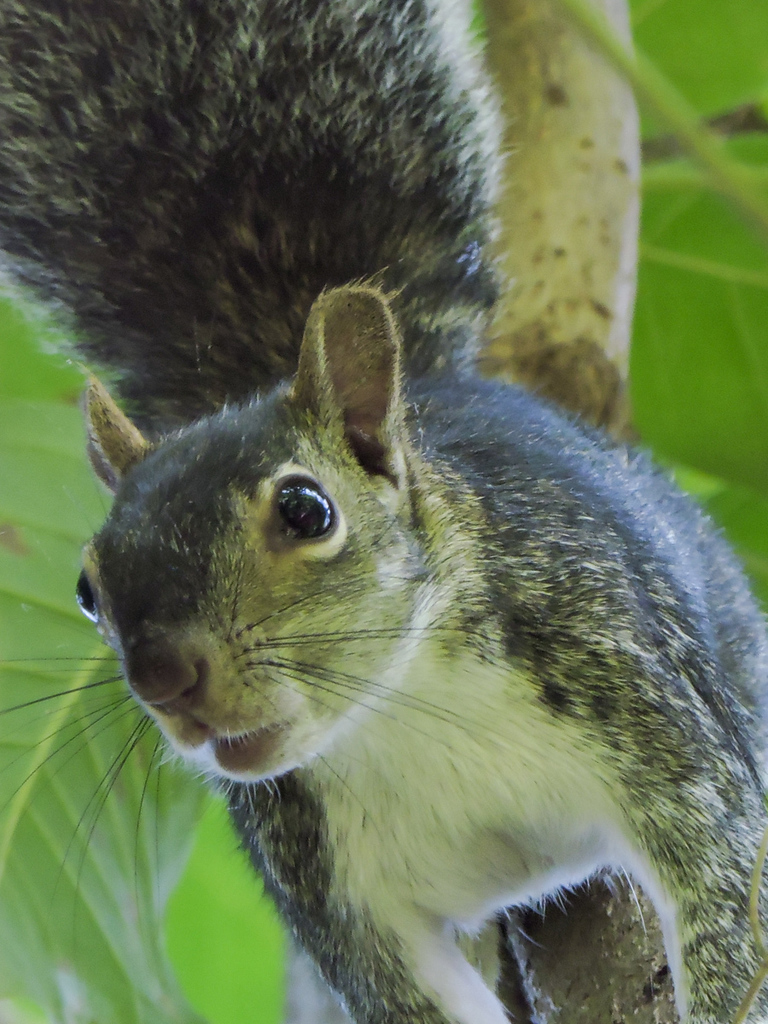 Collie's Squirrel (Sciurus colliaei) - Know Your Mammals