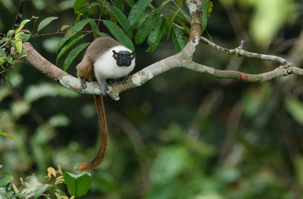 Brazilian Bare-faced Tamarin in April 2018 by Luciano Bernardes ...