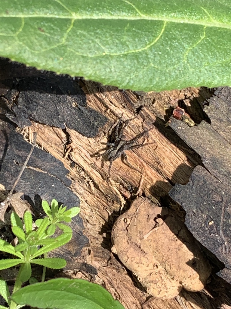 Wolf Spiders from West Salem, WI, US on 17 April, 2021 at 10:44 AM by ...