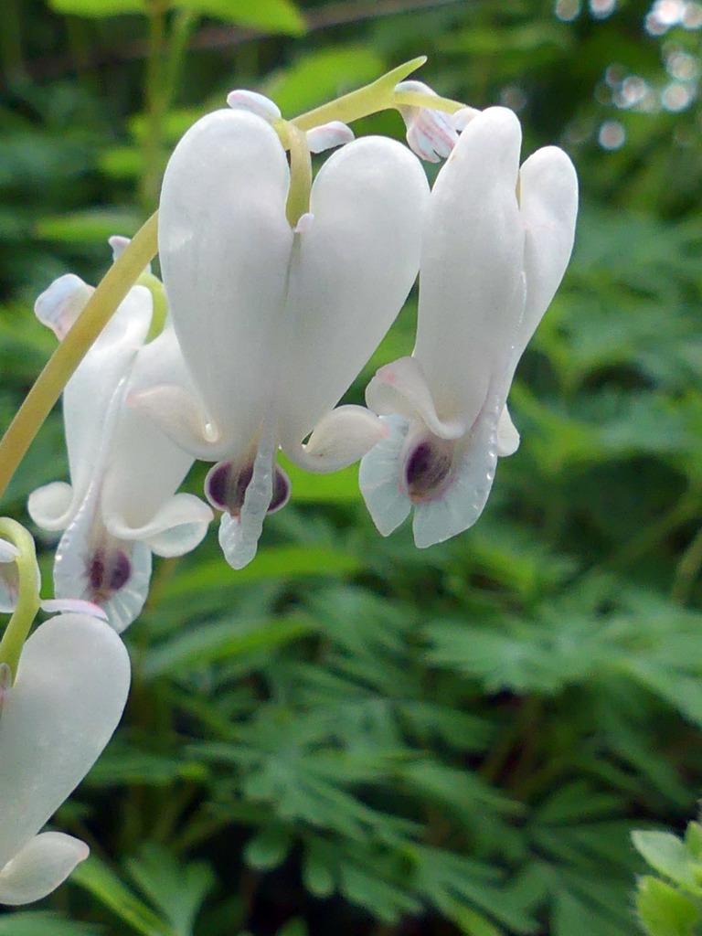 squirrel corn from Travilah, MD, USA on April 16, 2021 at 01:19 PM by ...