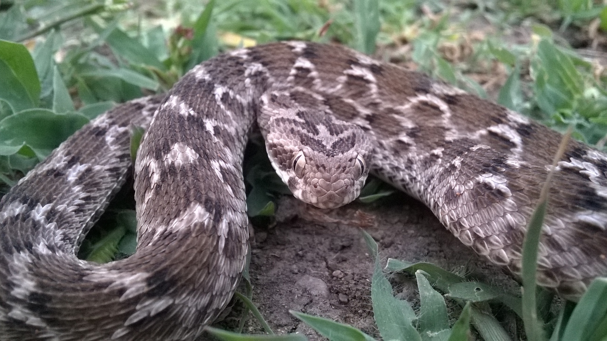 10 Facts About The Saw-Scaled Viper (India) – Snake Radar