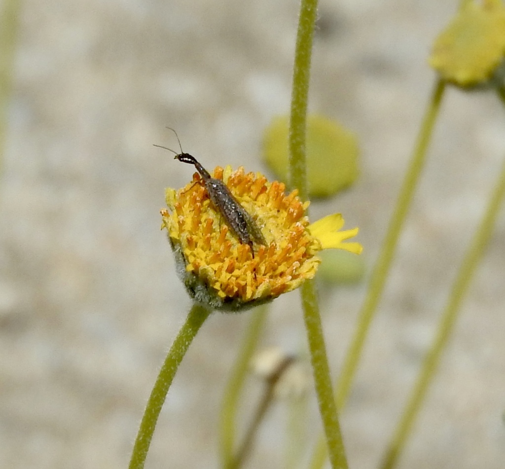 Common Snakeflies from Riverside County, CA, USA on April 16, 2021 at ...