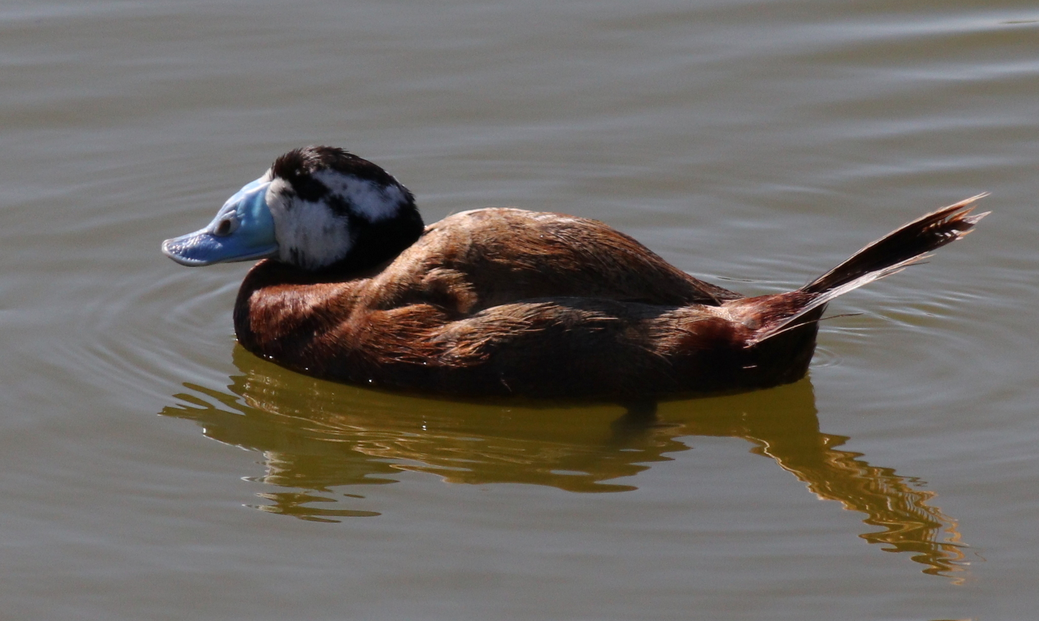 White Headed Duck