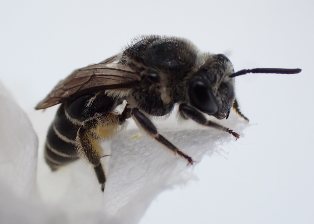 Sumac Cellophane Bee from Monroe County, FL, USA on April 17, 2021 at ...