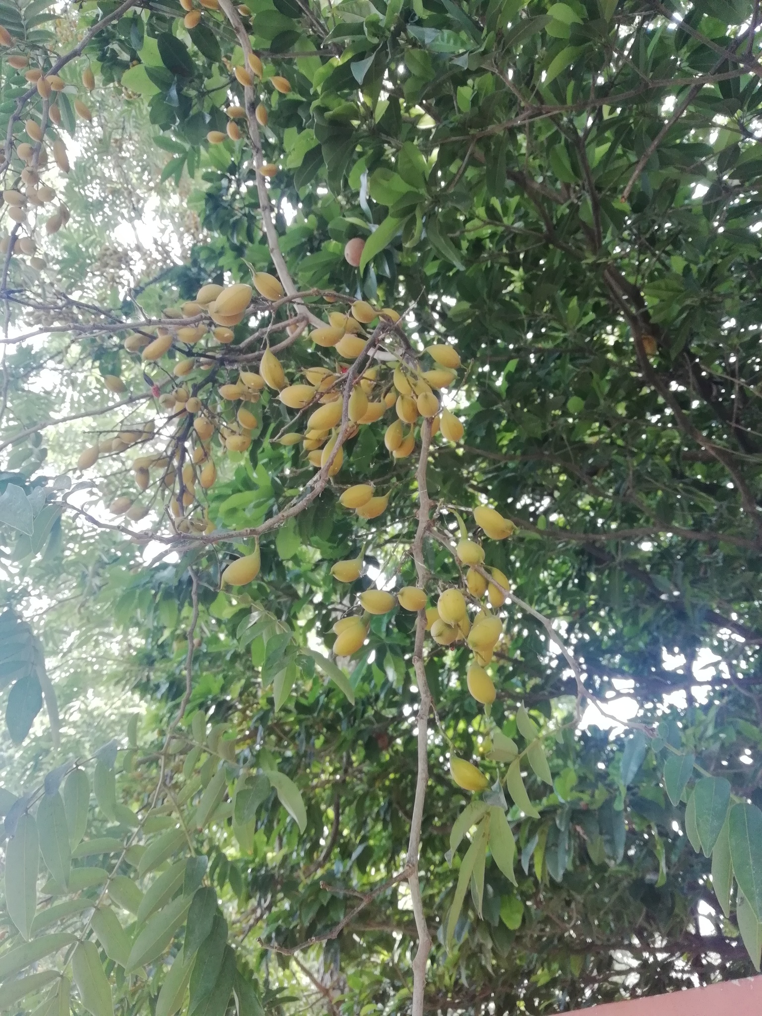 Swartzia cubensis (Britton & P.Wilson) Standl.