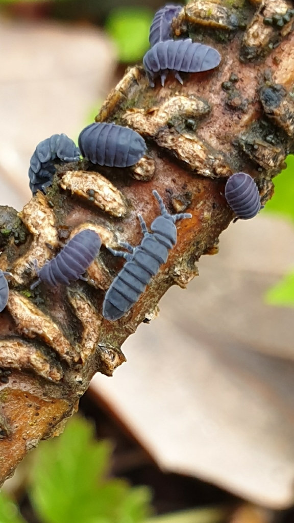 Giant Springtail from Ziębice, Polska on April 17, 2021 at 03:22 PM by ...