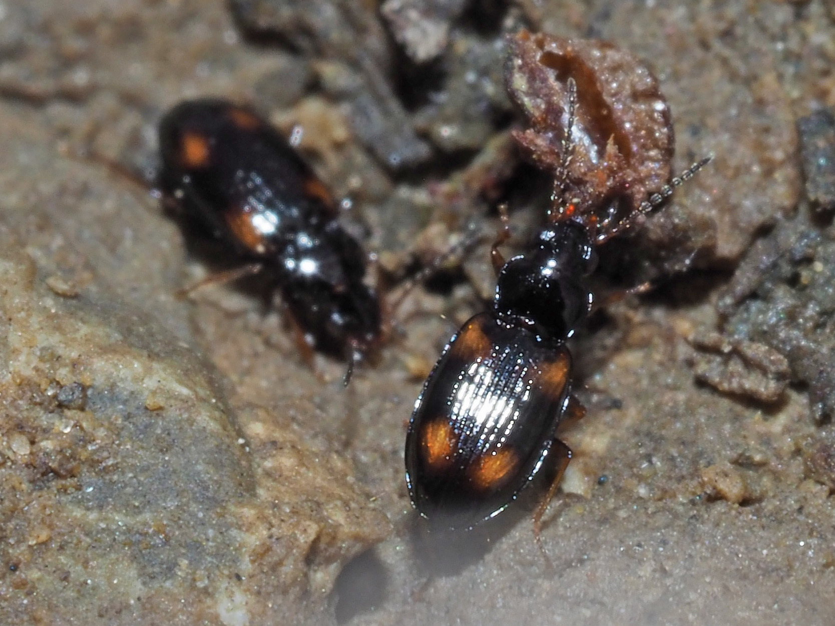 Elaphropus quadrisignatus (Duftschmid, 1812)