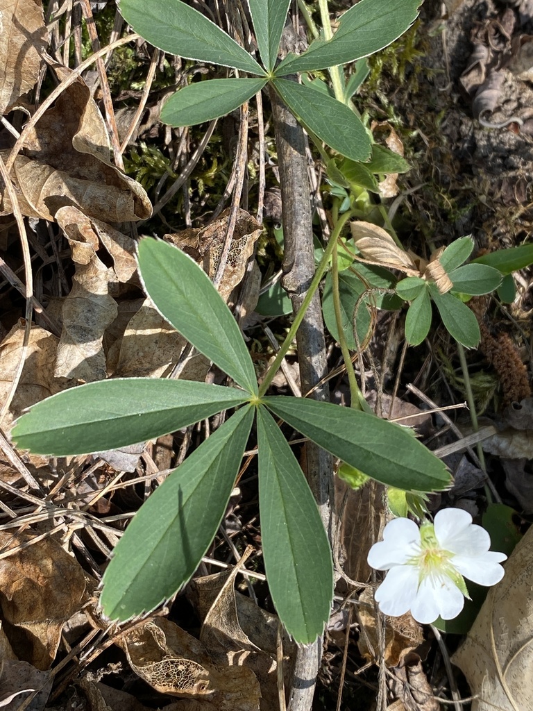 White Cinquefoil (Potentilla alba) - Botanical Realm