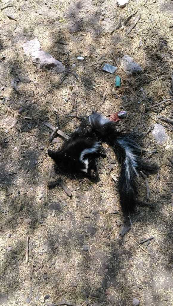 Hooded Skunk from Corregidora, Qro., México on April 17, 2021 at 06:27 ...