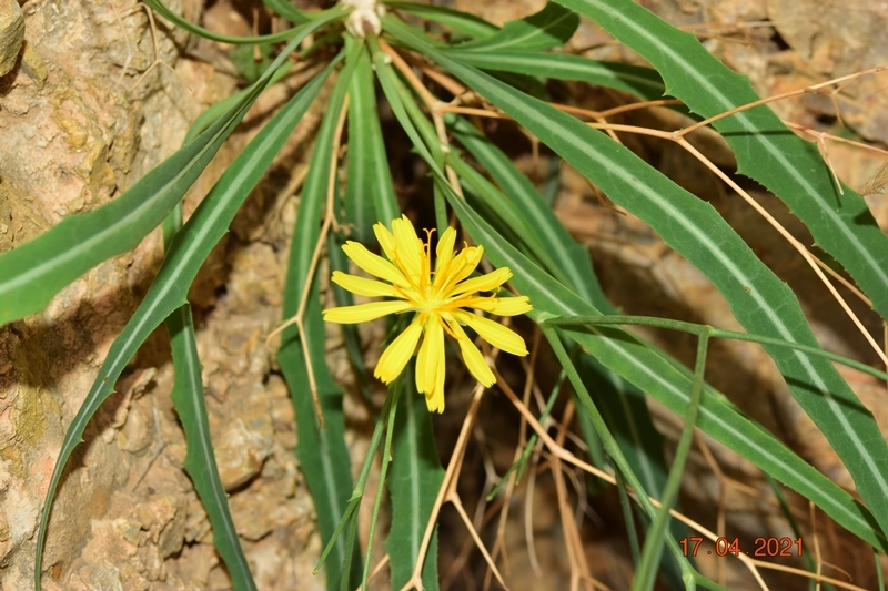 Launaea lanifera Pau