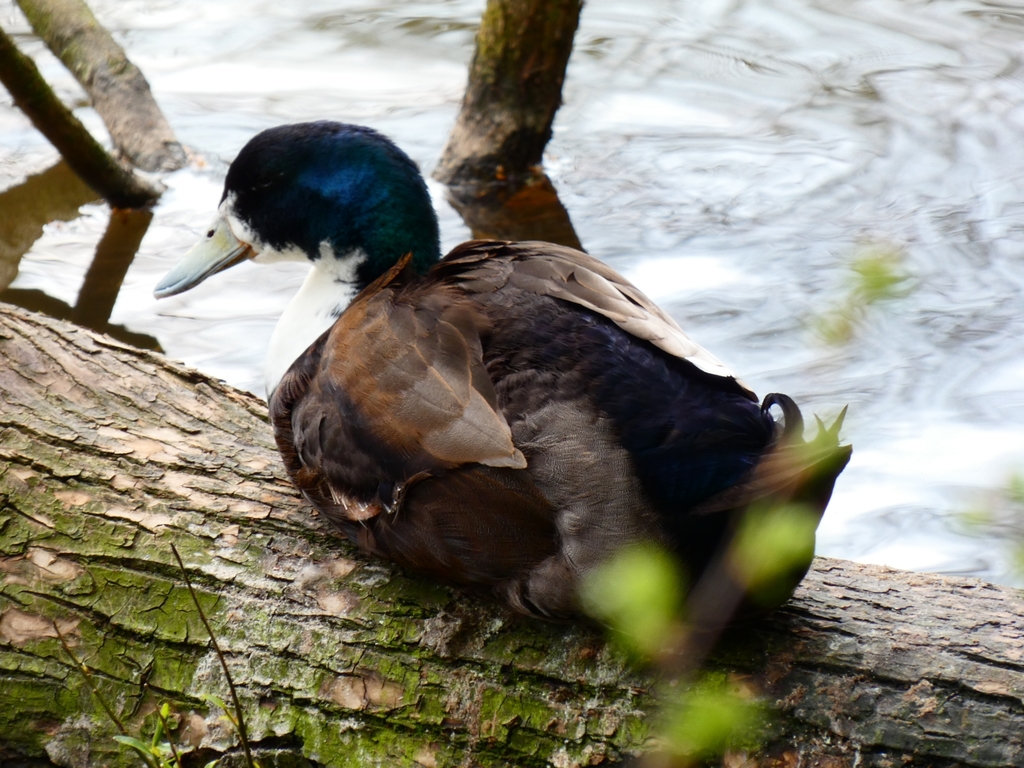 Domestic Mallard from Yarrow Valley Country Park on April 17, 2021 at ...