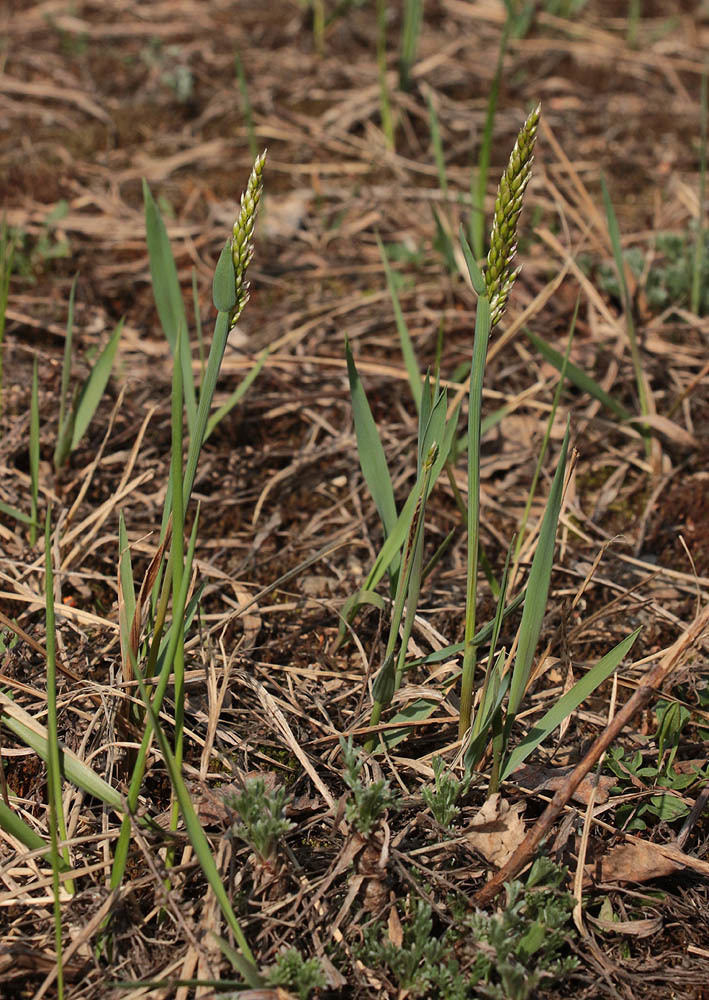 bison grass from Северо-Западный административный округ, Москва, Россия ...