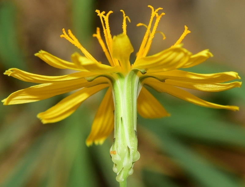 Launaea lanifera Pau