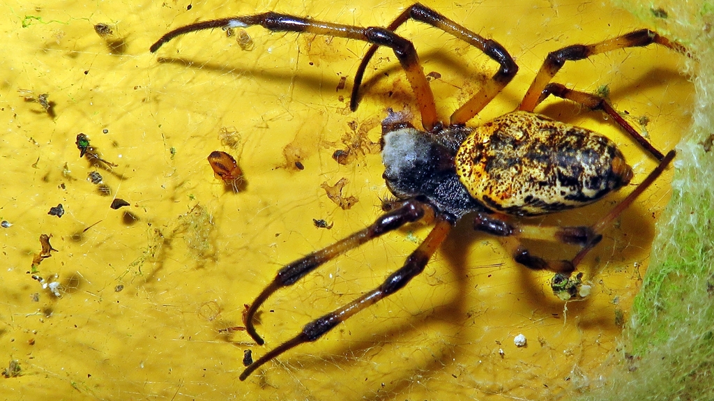 African Hermit Spider from Alto da Boa Vista, Rio de Janeiro - RJ ...