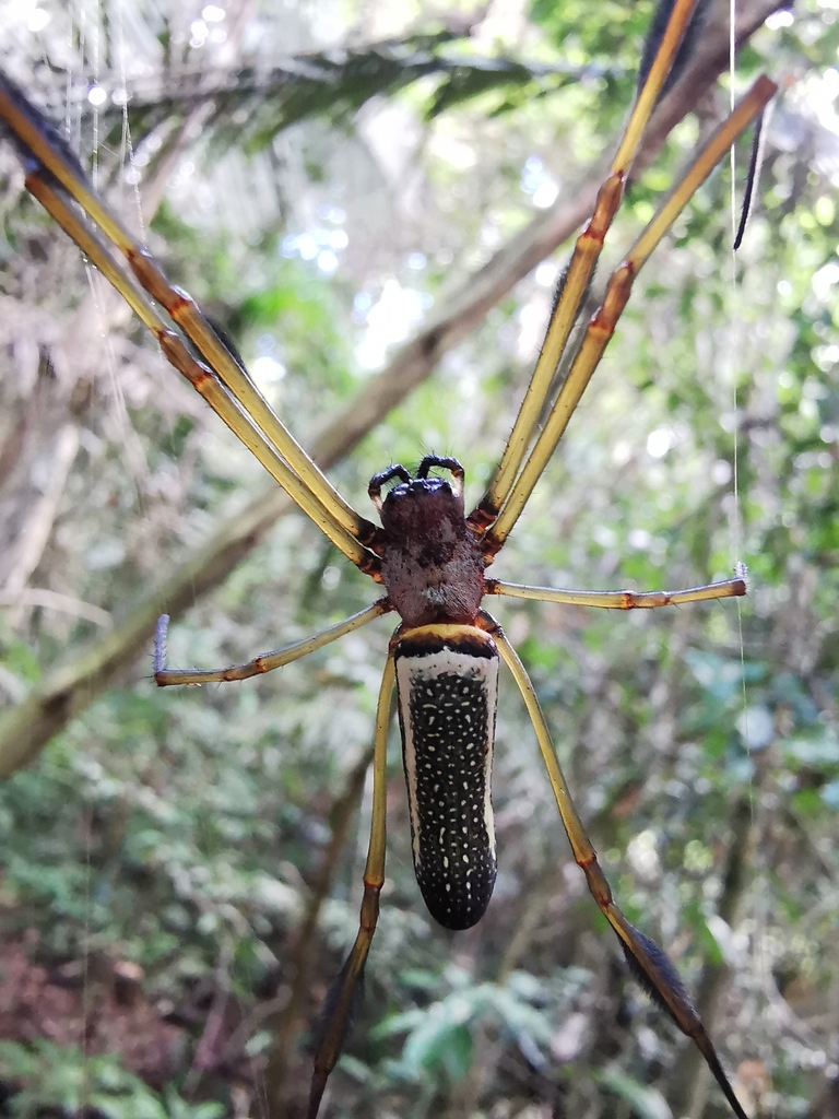 Golden Silk Spider from Porto Velho - RO, Brasil on April 13, 2021 at ...