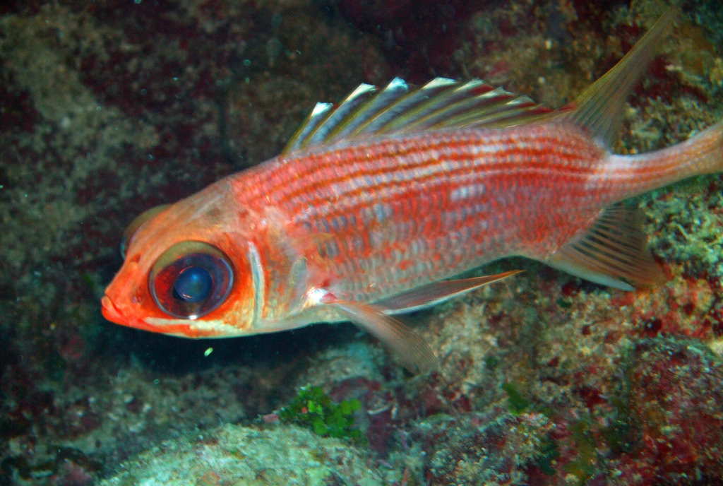 Longspine Squirrelfish (Isla de Juventud Under Water Field Guide ...