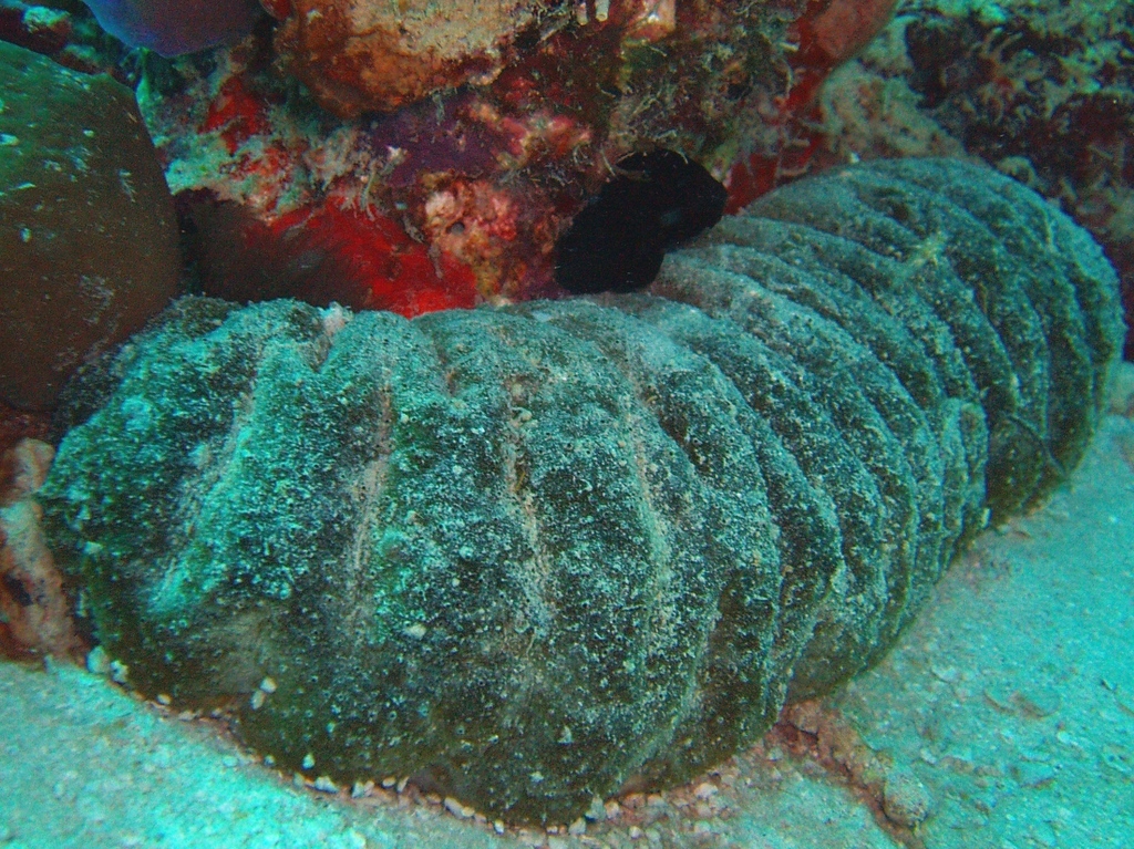 Donkey Dung Sea Cucumber (Isla de Juventud Under Water Field Guide ...