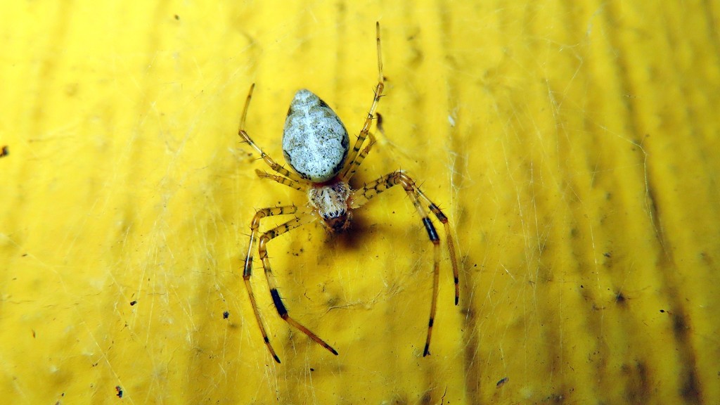 African Hermit Spider from Alto da Boa Vista, Rio de Janeiro - RJ ...