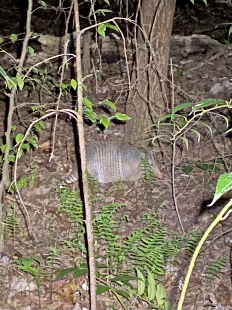 Nine-banded Armadillo from Mountain Rest, SC, US on April 16, 2021 at ...