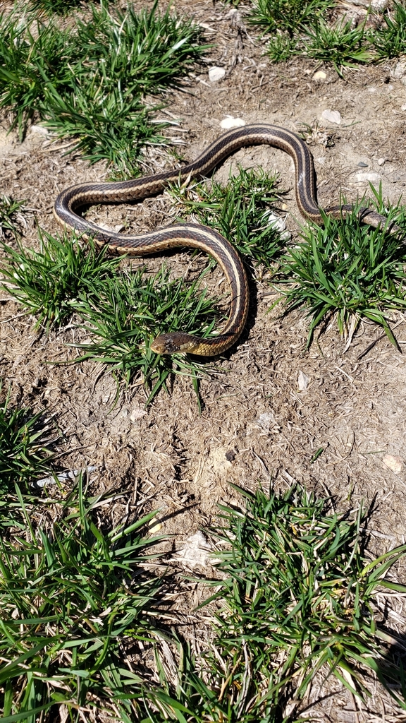 Common Garter Snake from Ames, IA, USA on April 17, 2021 at 11:20 AM by ...