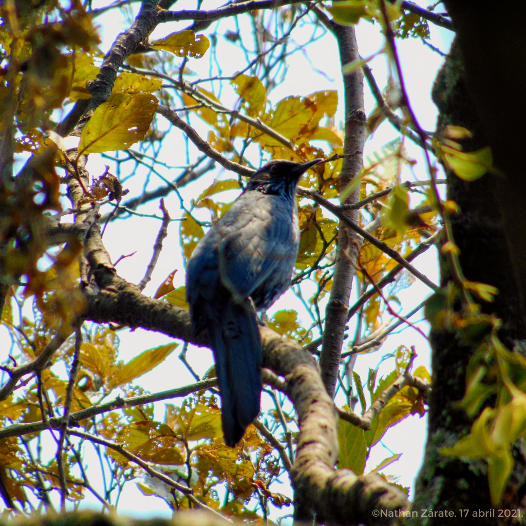 Blue Mockingbird from Cd. de México, México on April 17, 2021 at 02:55 ...
