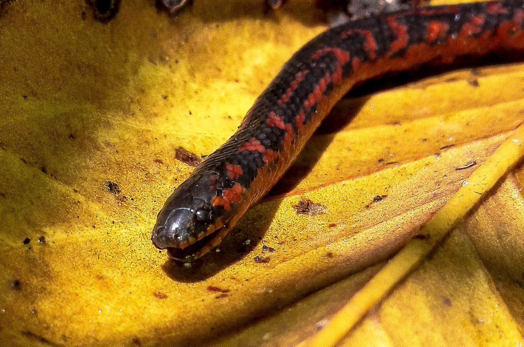 Serpiente sabanera (Especies de Reptiles del Meta, Colombia) · iNaturalist