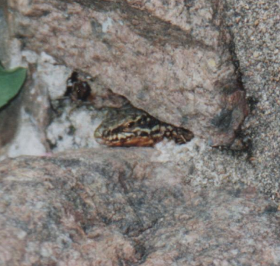 Common Wall Lizard from St Martin, Jersey on August 10, 1998 by ...